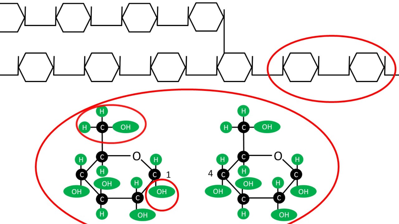 Glucogénesis | Síntesis y estructura del glucógeno - YouTube