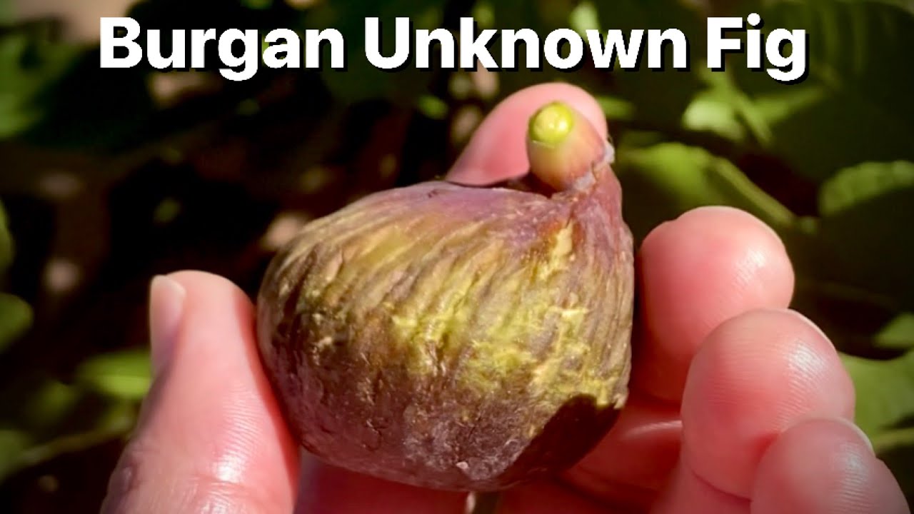 Burgan Unknown Fig - YouTube