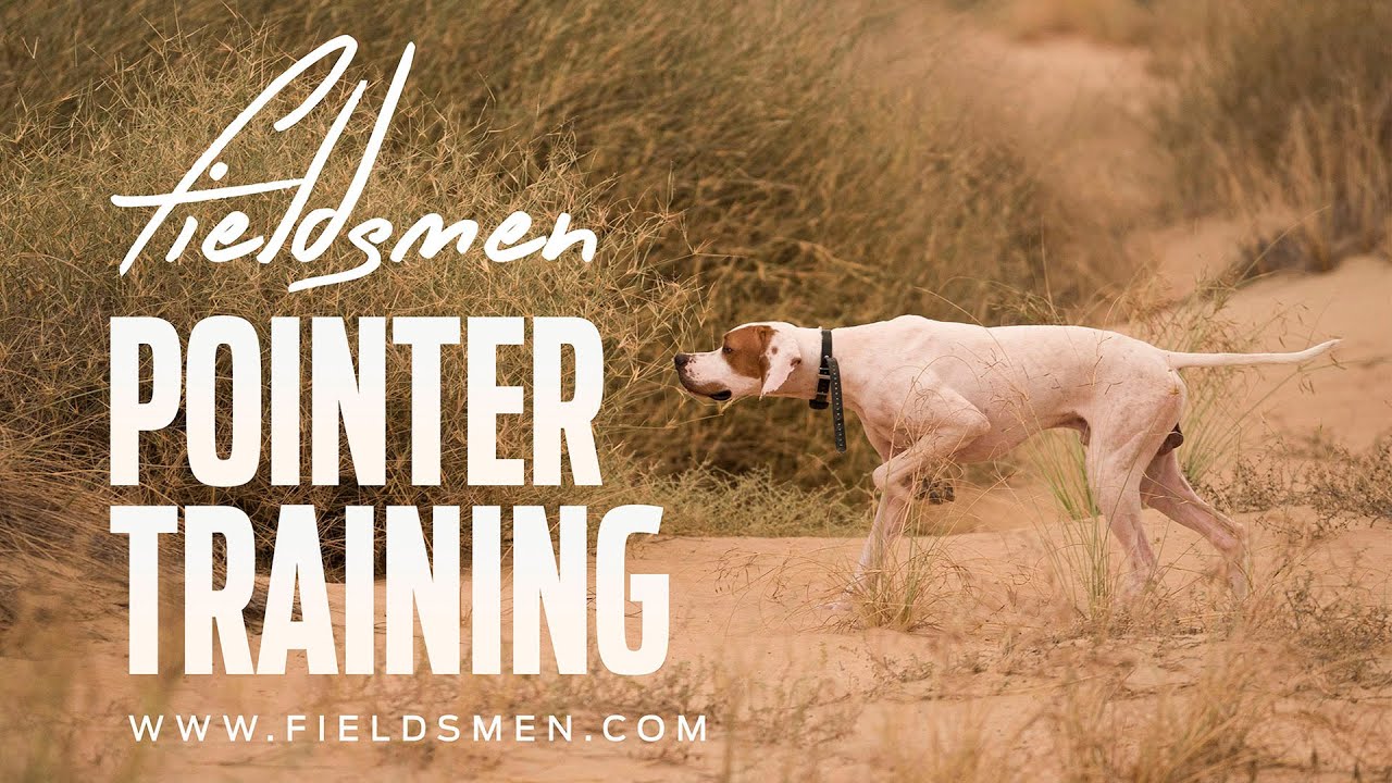 Field work - Pointer training - YouTube