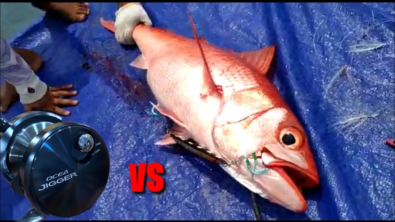 Shimano Ocea Jigger 2001 vs Ruby Snapper monster - YouTube