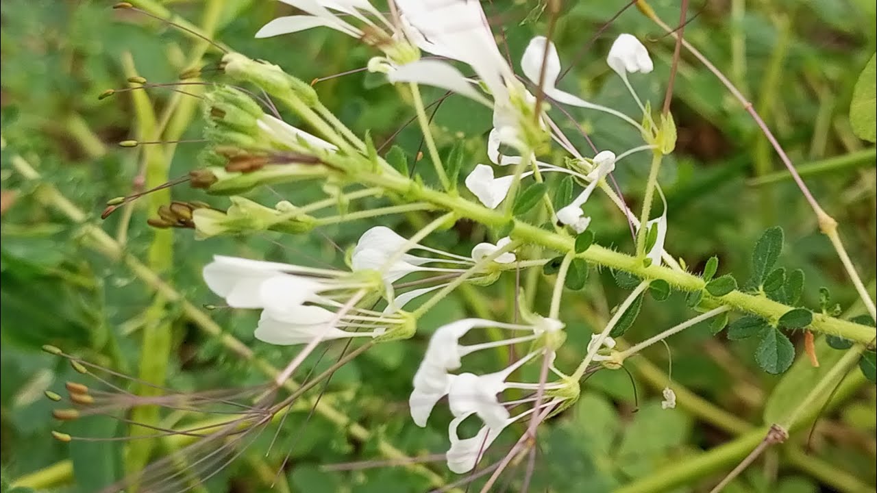 EDDAGALA ELYANGUYA OKUZAALA (EJOBYO - YouTube