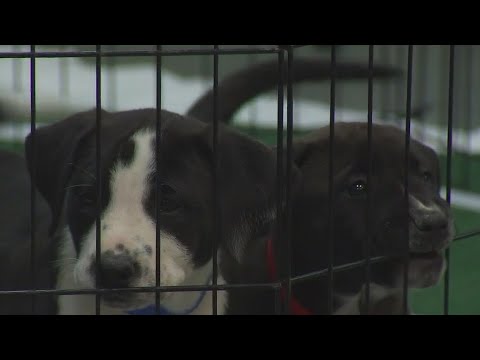 Austin Humane Society holds Puppy Bowl adoption event | FOX 7 Austin ...