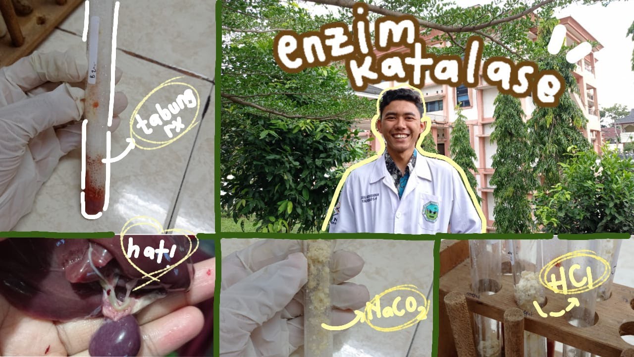 Praktikum enzim katalase dengan hati ayam?? Caranya?? - YouTube
