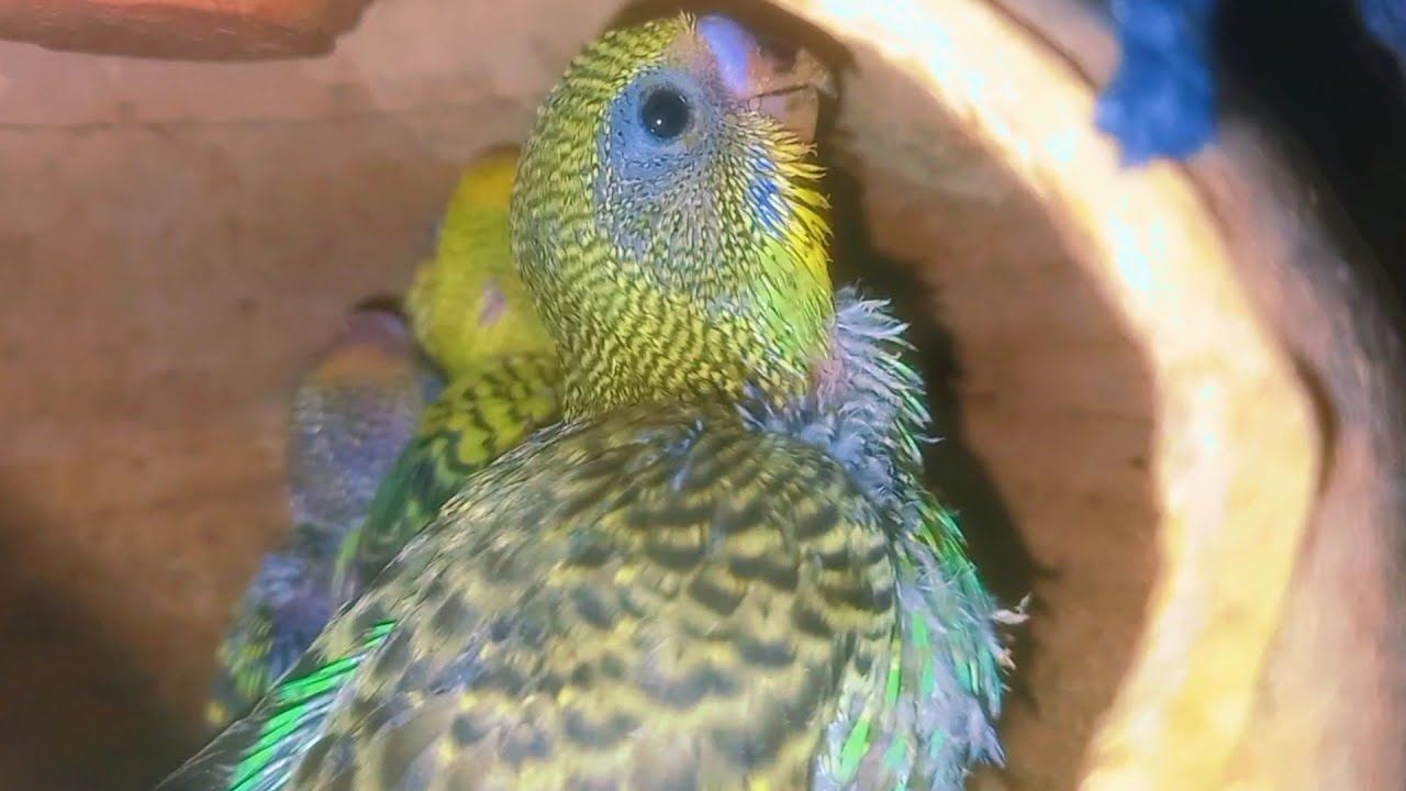 Parrot eggs hatching |beautiful budgies parrot eggs hatching time # ...