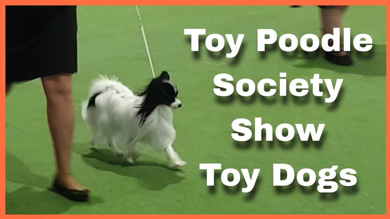 2023 Toy Poodle Society of Vic ALL BREEDS Show - Toy Dogs - YouTube