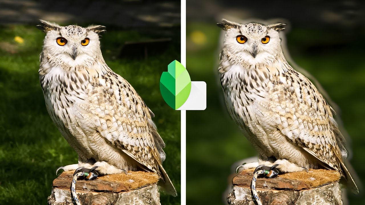how to blur background in snapseed mobile | snapseed blur effect - YouTube