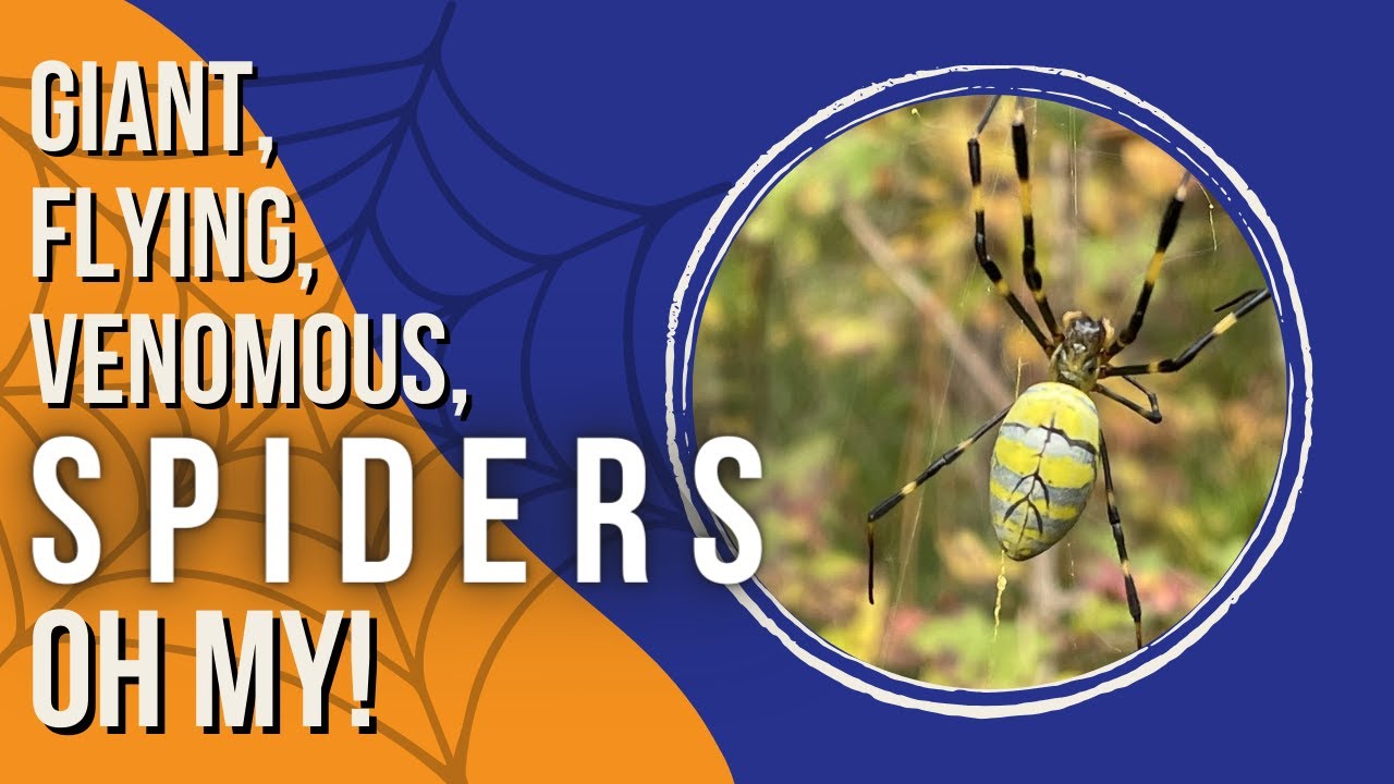 Giant Flying Venomous Spiders Headed To New York - YouTube