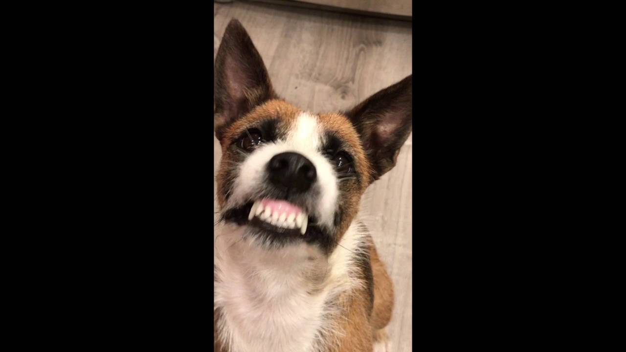 Teaching Fancy how to smile - YouTube