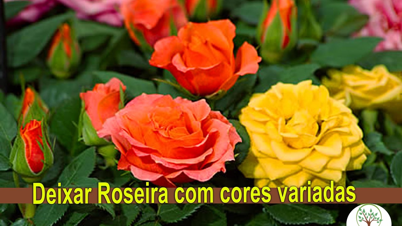 Roseira com varias cores, Enxertia em Rosas com o amigo Silvio Plantar ...
