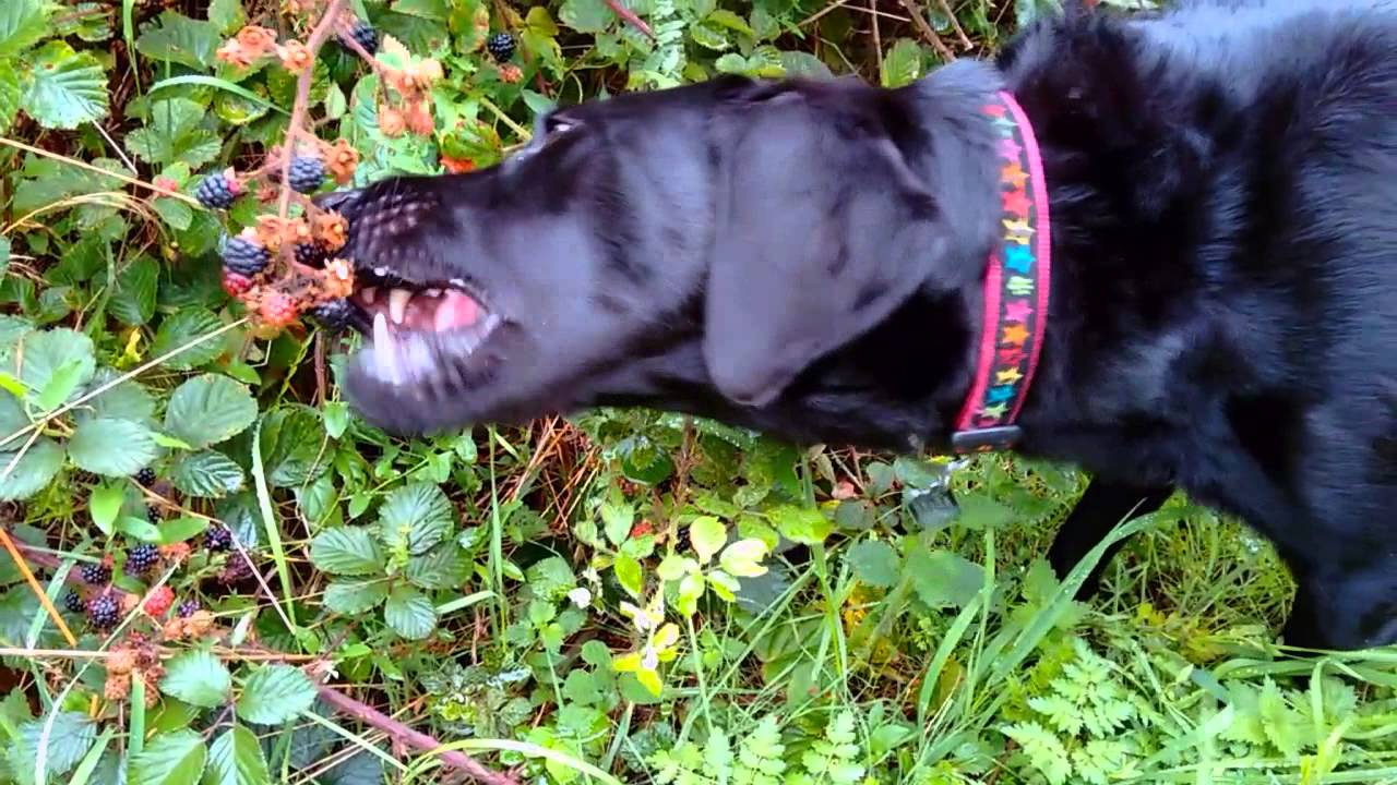 Funny labrador dog goes Blackberry Picking - YouTube