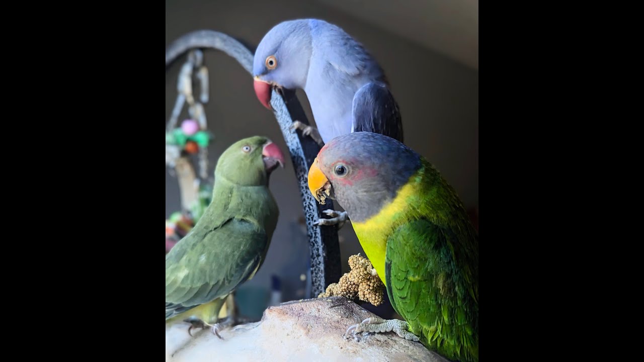 Why Do Birds "Eye- Pin"? #birds #parrot #aggression #ringneckparrot # ...