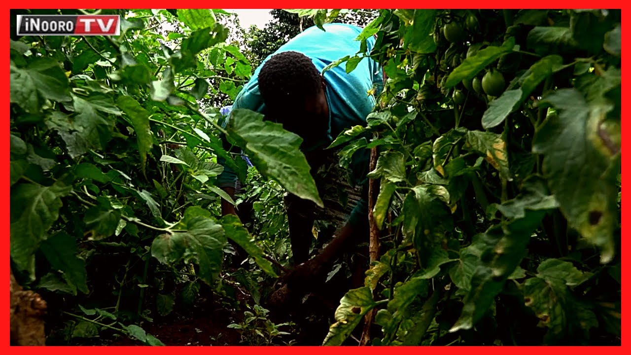 Ũkuria wa Nyanya Thuthurie ya Ansal F1 : Part 3. - YouTube