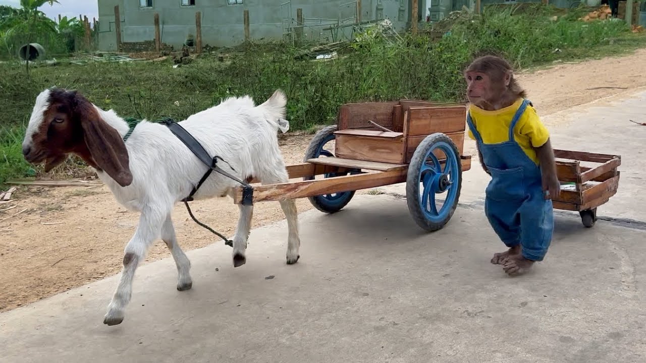Super smart! Cutis tries to run away from home and takes goat - YouTube