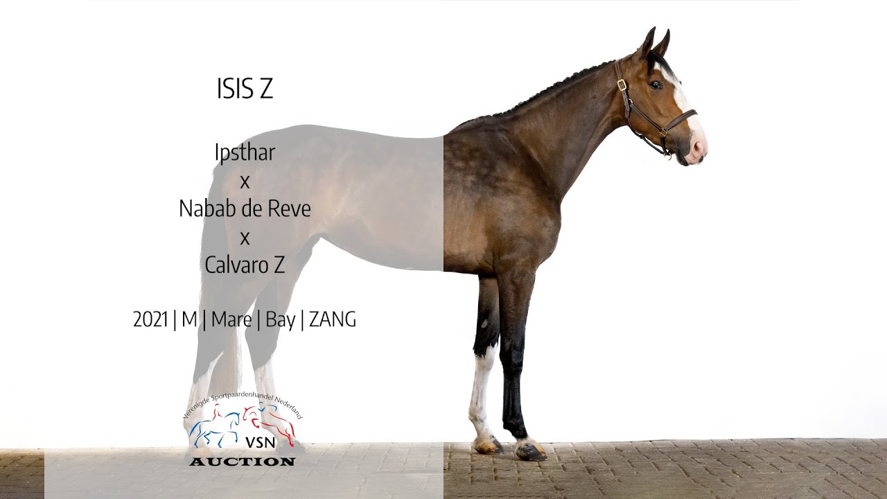 'Isis Z' (v.Ipsthar) || VSN Horses auction 8.0 - YouTube