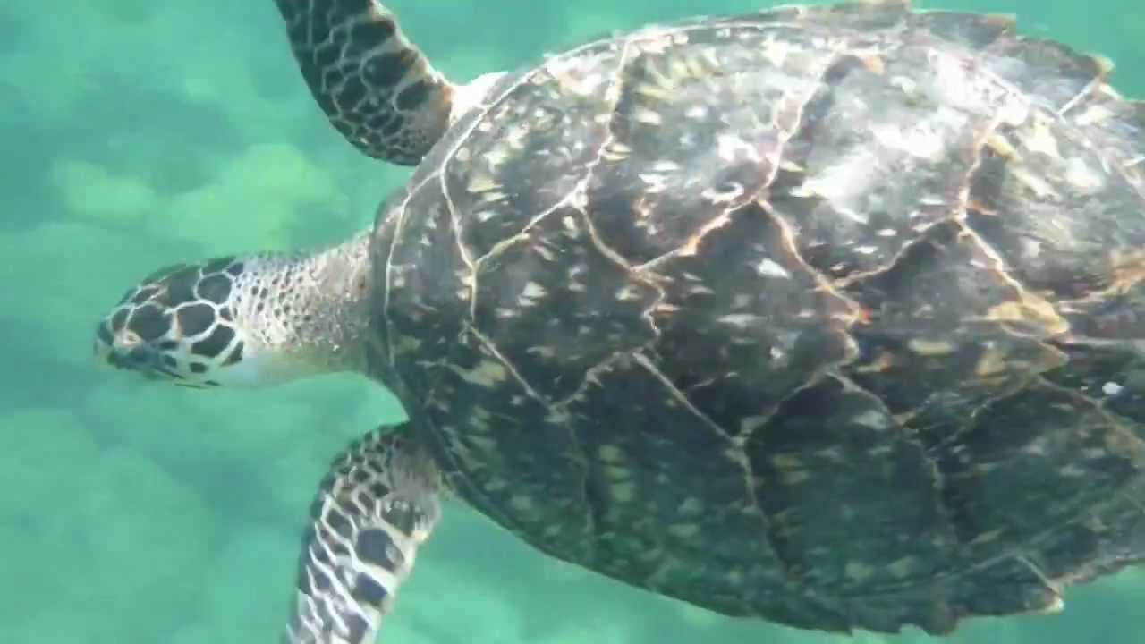 The Moon Jellyfish and The Hawksbill Sea Turtle - YouTube