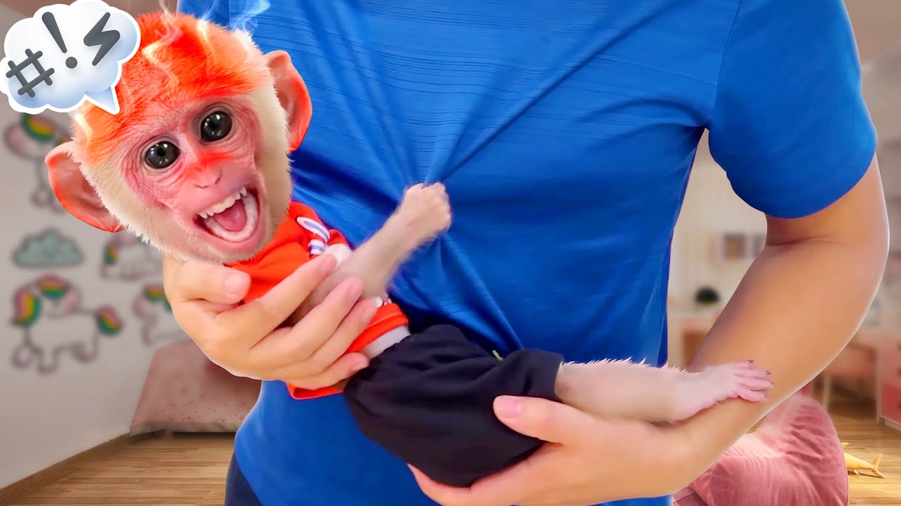So Cute! Baby Monkey BiBi Throws a Tantrum! Dad Gets Worried When He ...
