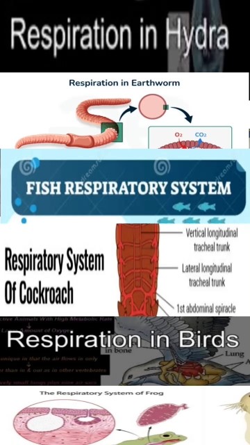 Respiration in hydra,earthworm, cockroach,fish, frog,birds - YouTube