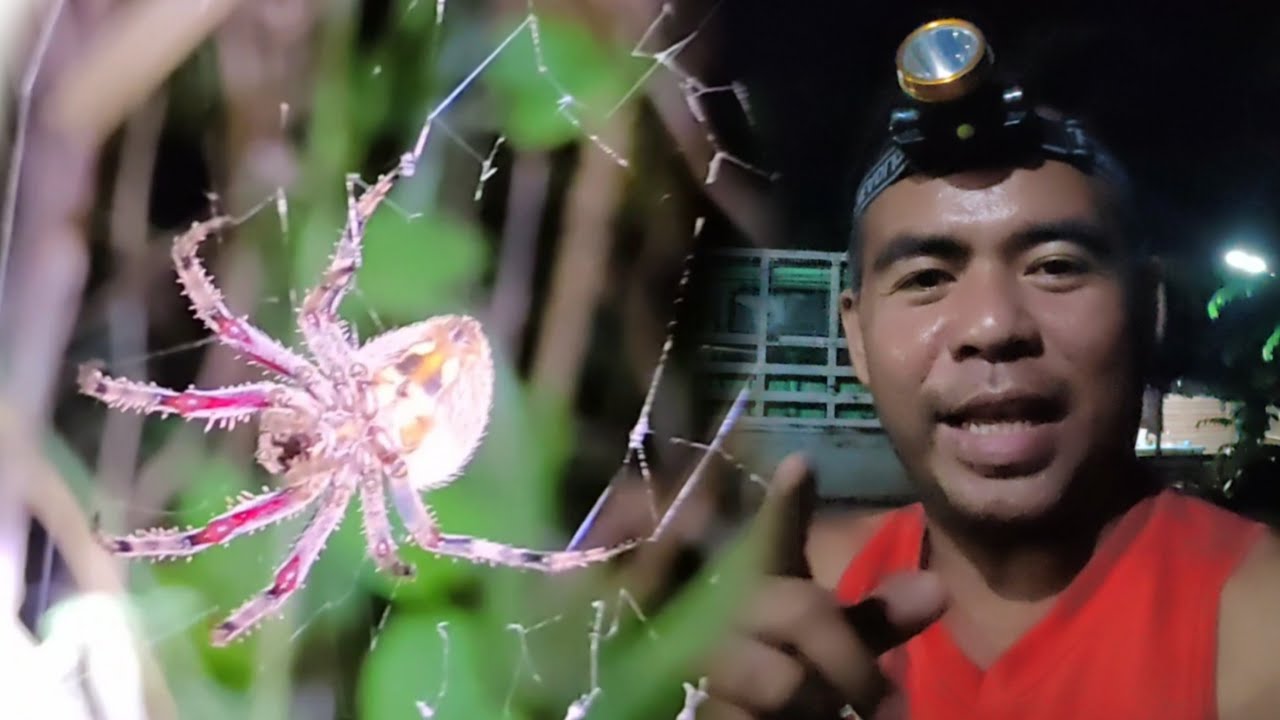 #Spider Hunting/Night Hunting/Kahit my sore eyes tuloy parin ang ...
