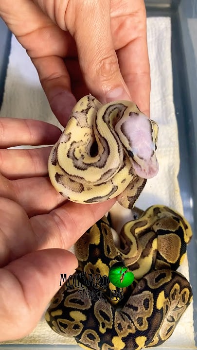 Our Babies are Shedding! #molinarosnakelab #shorts #reptiles #witchy # ...