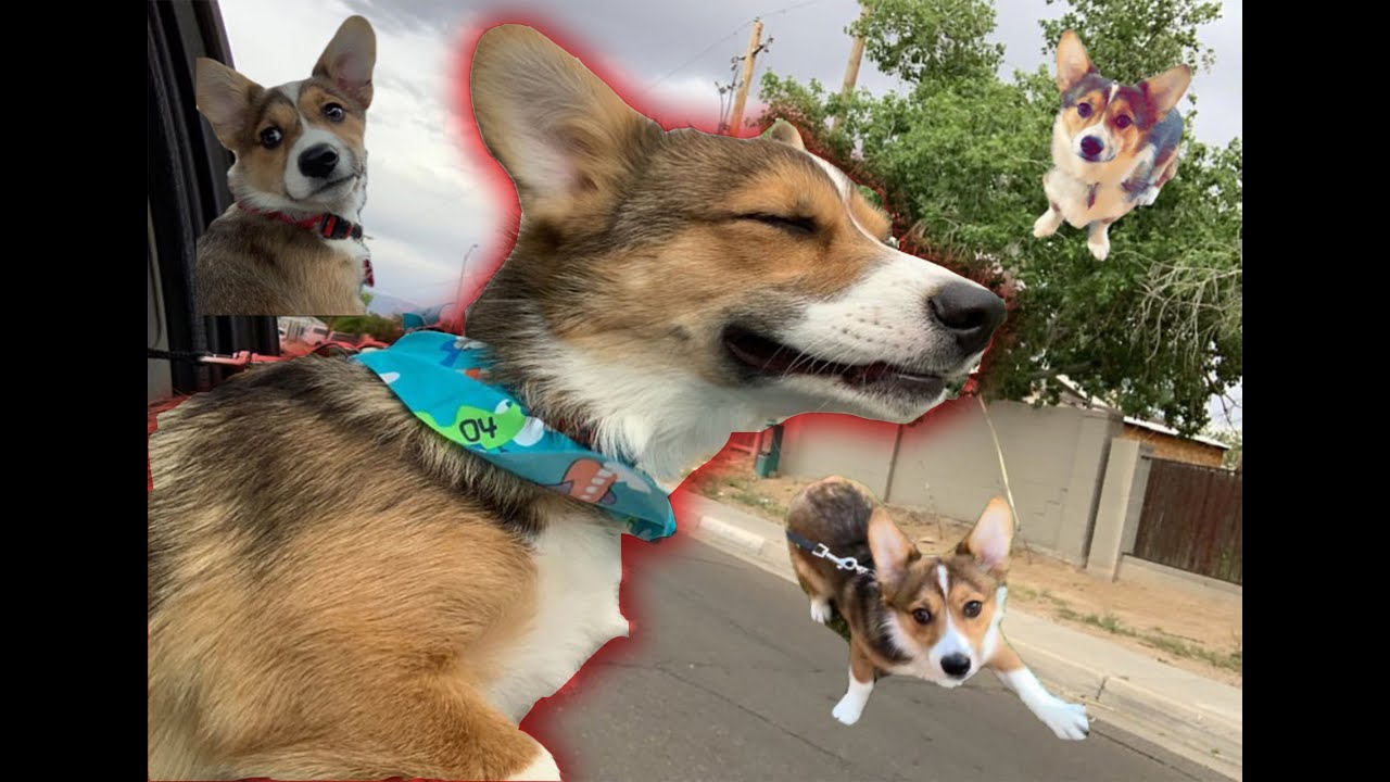 MY CORGI IS A GUARD DOG?! 🤯 *I GOT ATTACKED BY MY OWN DOG* - YouTube
