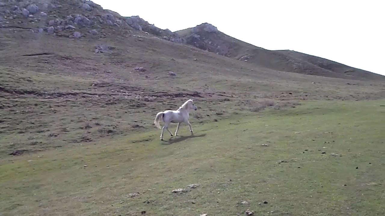 ΠΑΝΑΧΑΪΚΟ. Πρασούδι, ημιάγριο άλογο. (Mount Panachaiko. Semi-feral ...