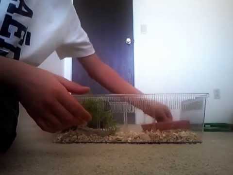How to clean your leopard geckos cage - YouTube