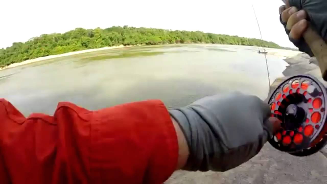 Fly Fishing payara vampire fish en Colombia río Vichada www ...