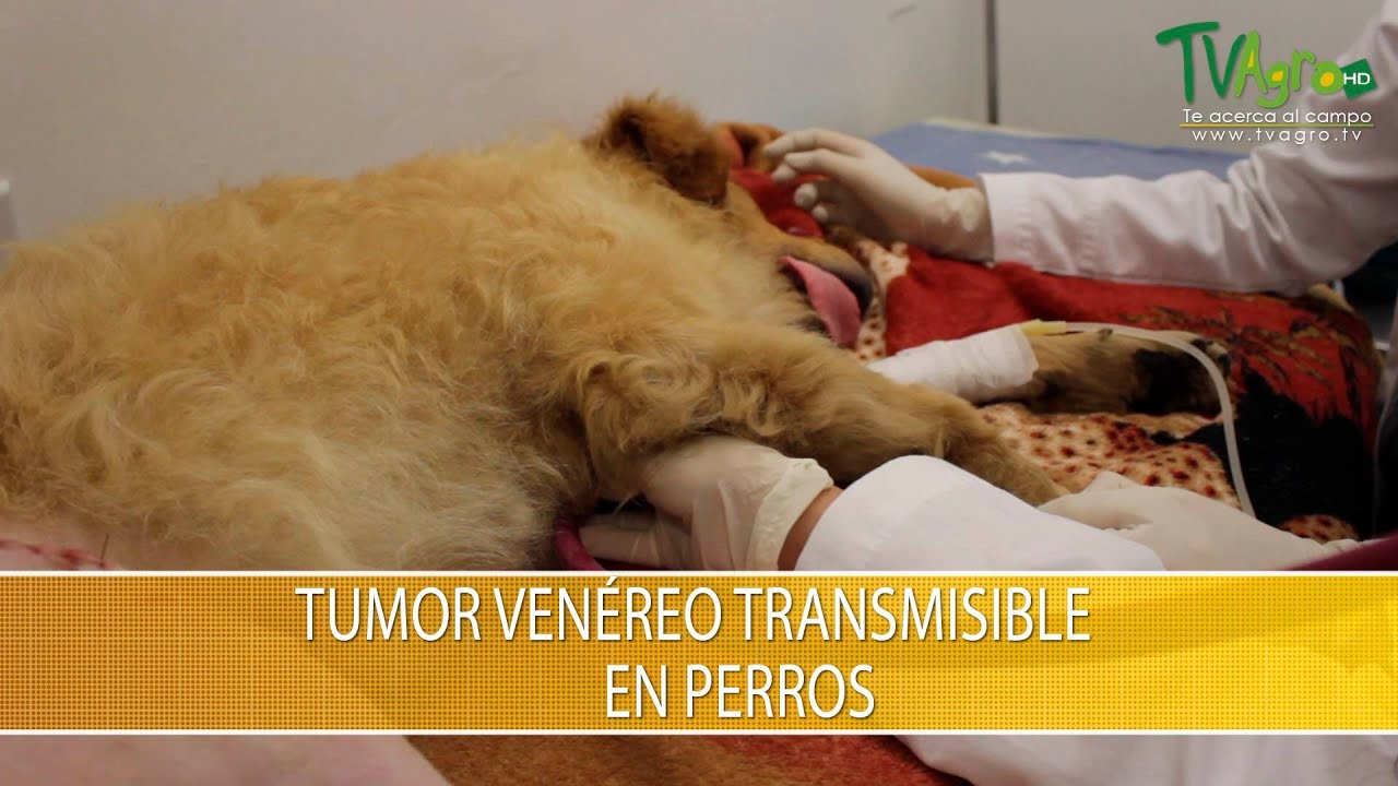 Tumor Venereo Transmitible en Perros - TvAgro por Juan Gonzalo Angel ...