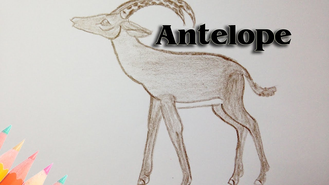 How to Draw an Antelope - Animal Videos Drawing Tutorials - SLD - YouTube
