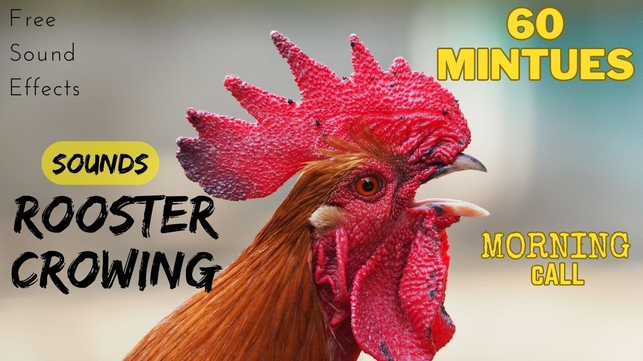 Rooster Crowing Sounds (ONE HOUR) - Free Sound Effects - YouTube