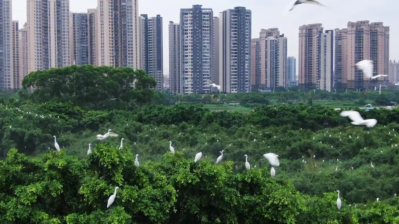 A paradise of birds in the city - YouTube
