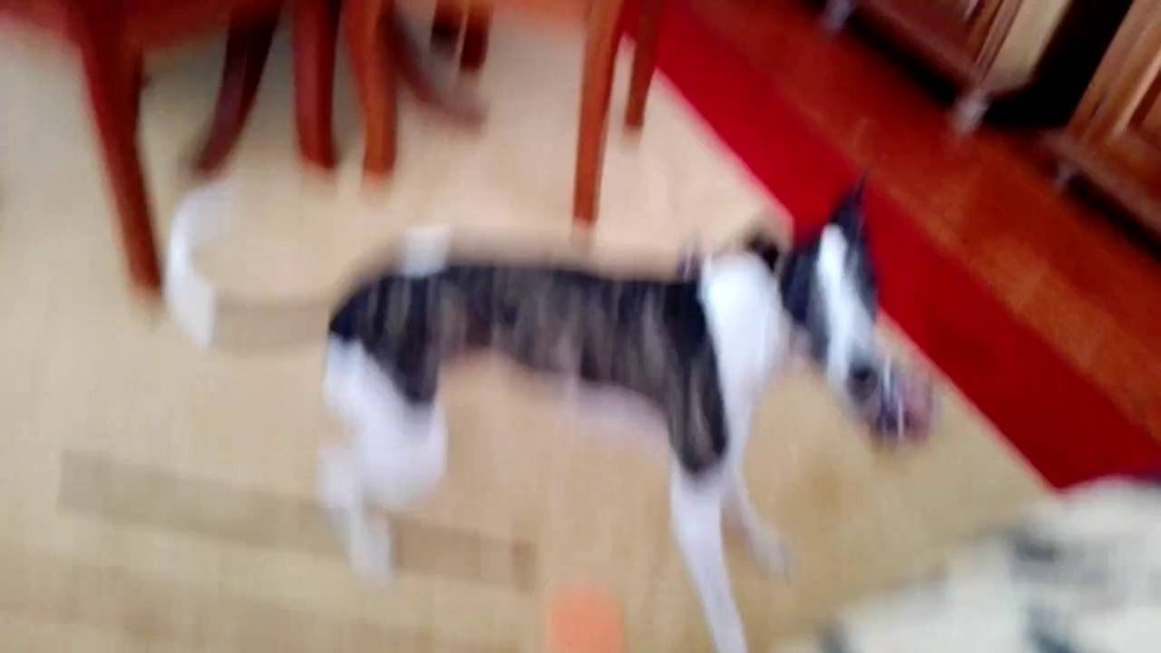 Nasty thieve barking! xD whippet play time - YouTube