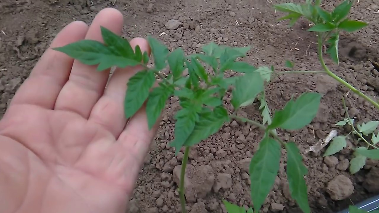 Copilire roșii ,lucrări, defoliere la roșii - YouTube