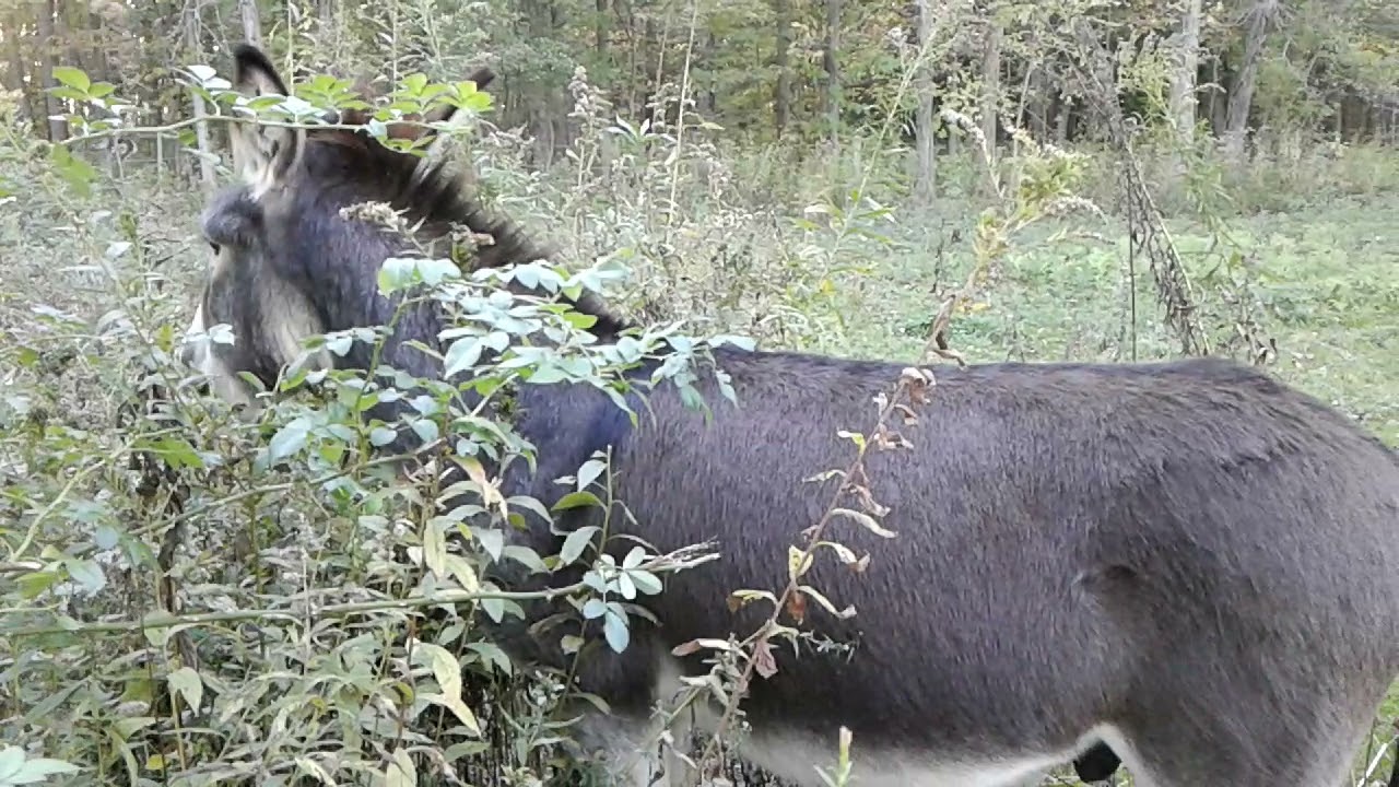 Long ears in "Jagger bushes" - YouTube