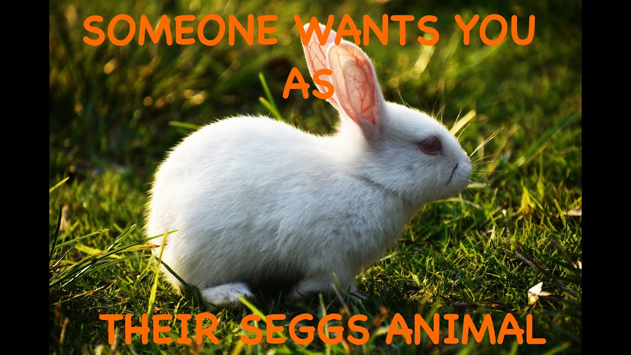 SOMEONE WANTS YOU AS THEIR SEGGS ANIMAL 🚫😂 - YouTube