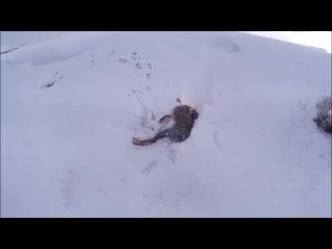 Karda Tavşan Avı 2018/ Snow Rabbit Hunt/hare hunting охота на кроликов