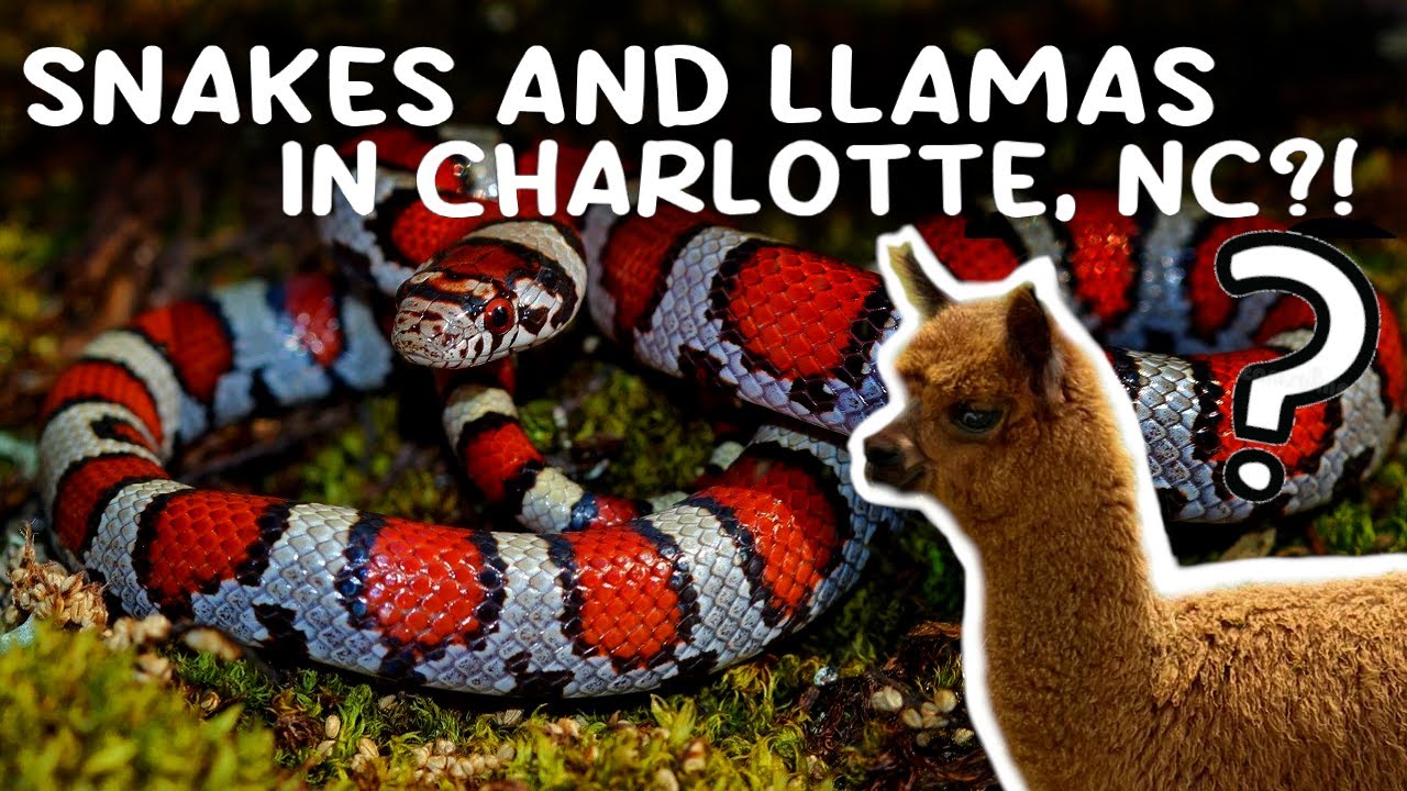 Repticon & Llama Alpaca Con in Charlotte, NC Spring 2023! Reptiles ...