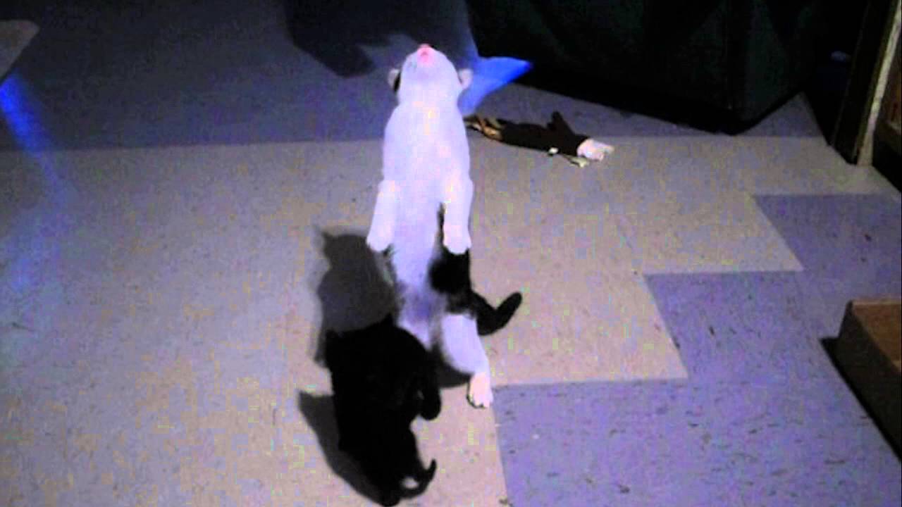Cat Dances in the Club - YouTube
