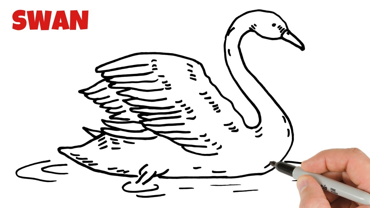 How to Draw Swan Easy Step by Step - YouTube