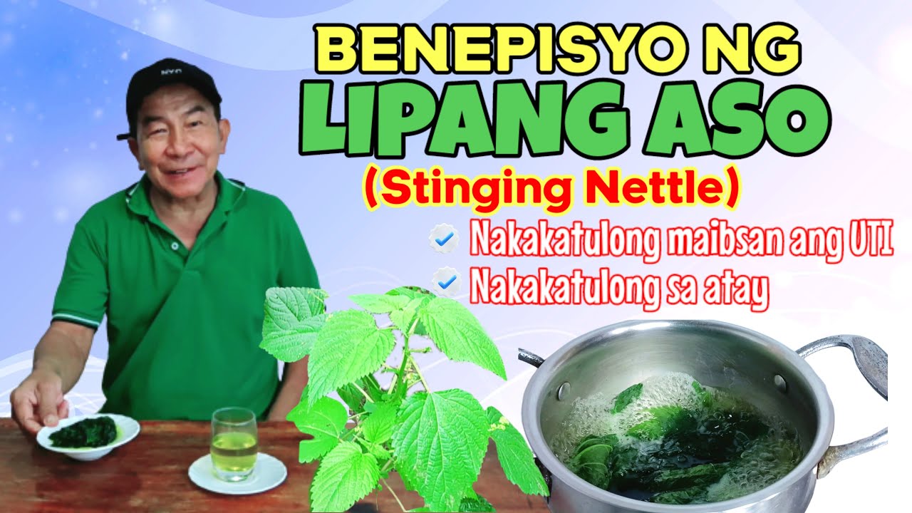 Benepisyo ng Lipang Aso o Stinging Nettle - YouTube