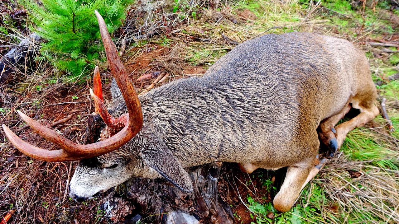 Our Best Blacktail Hunting Footage Ever Captured!! + Old Big Buck Down ...