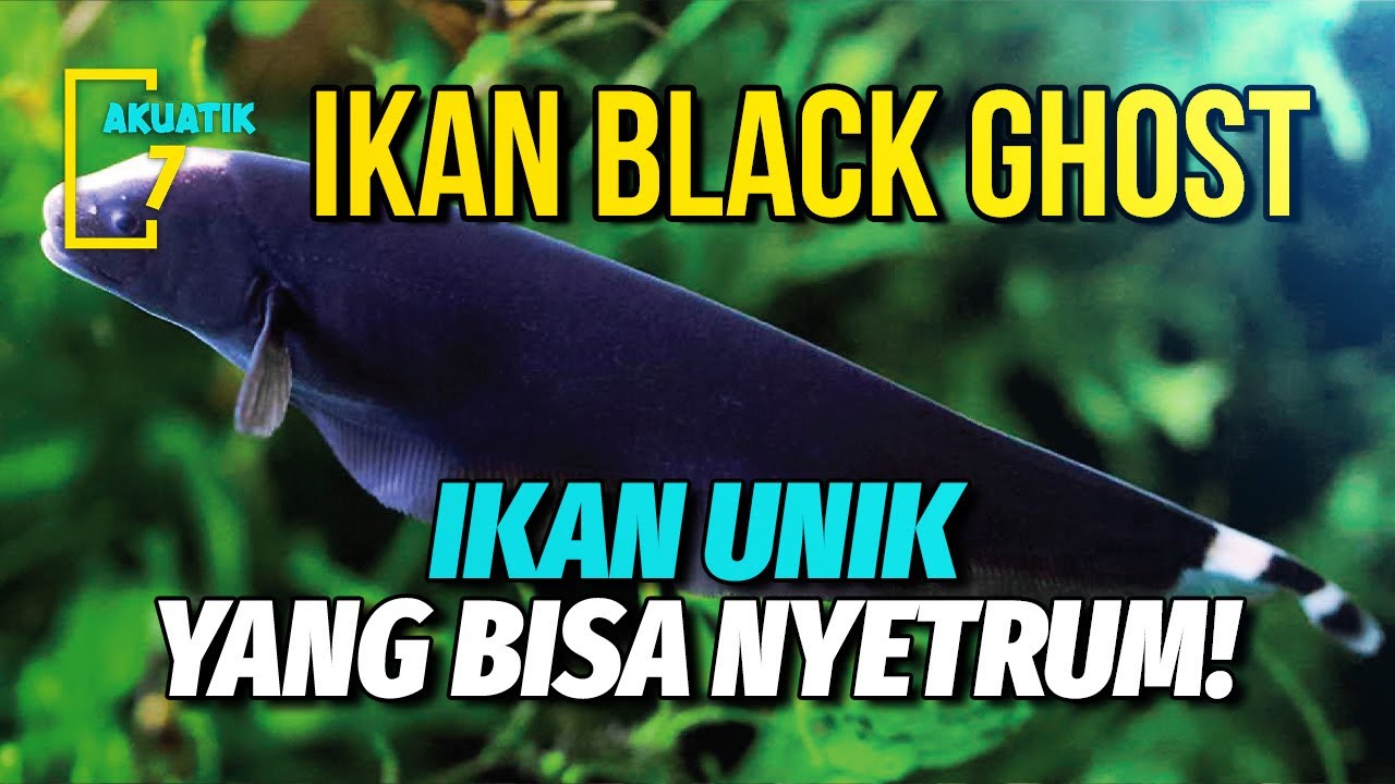 Merawat Ikan Black Ghost Ikan Malam Yang Menawan – Catatan Arumi