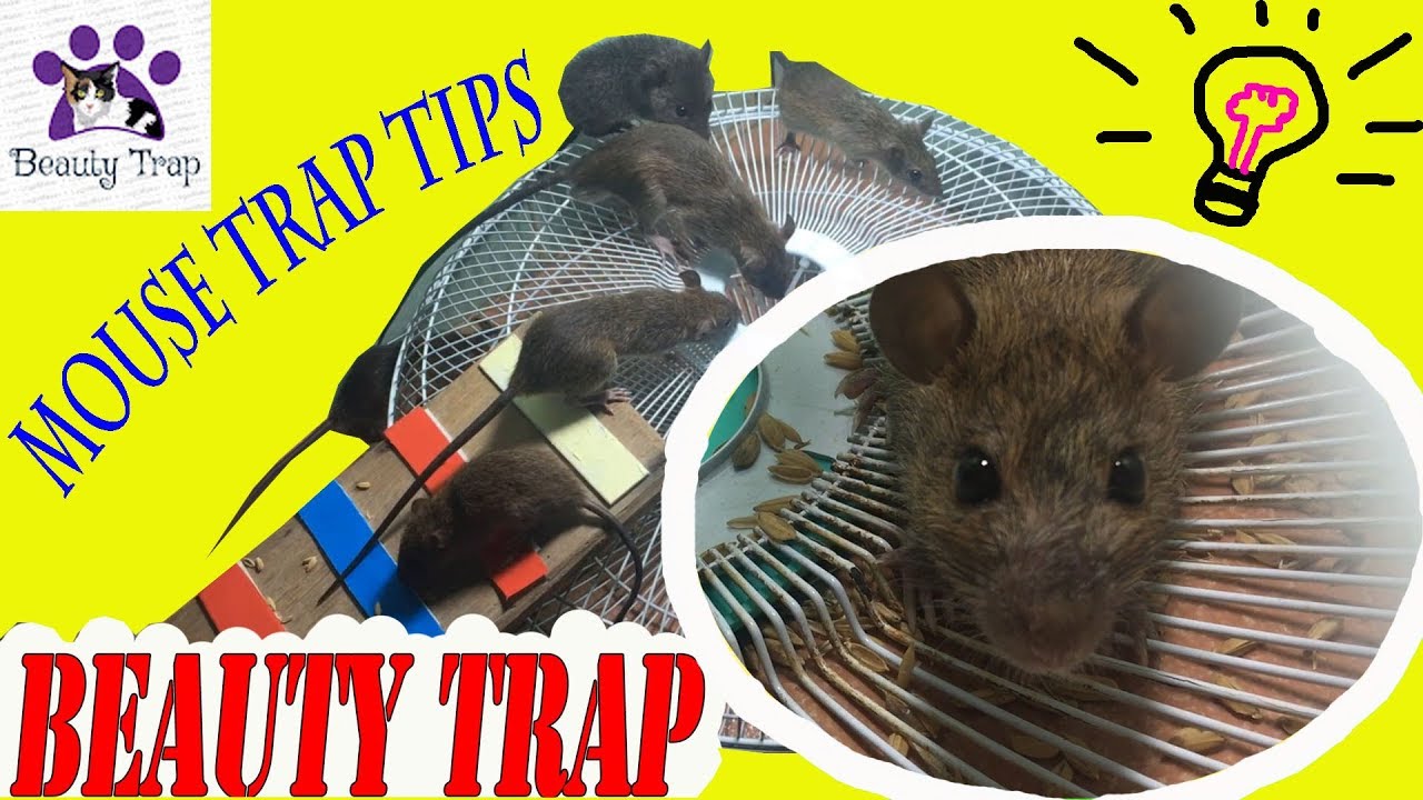 Rat Trap Gauntlet/Mouse trap tips/Idea Mouse Trap/Beauty Trap - YouTube