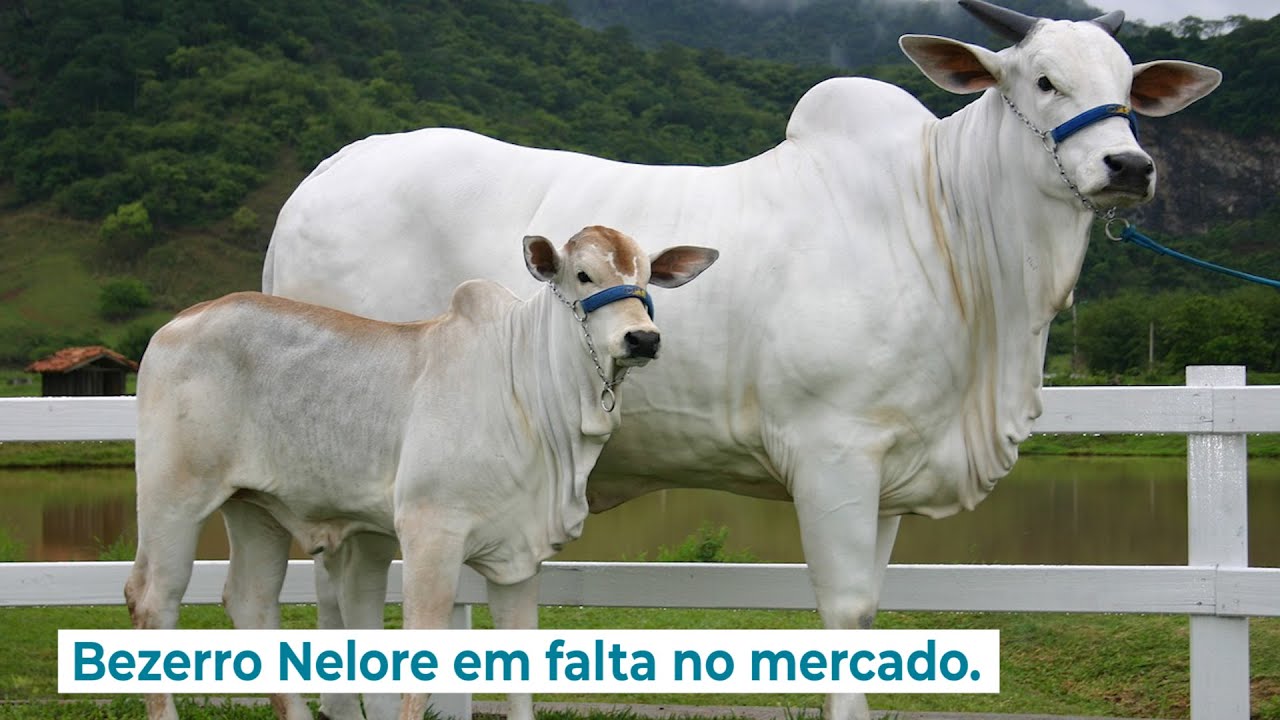 Bezerro Nelore em falta no mercado. - YouTube