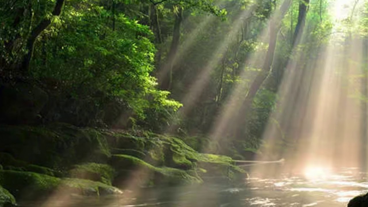 Mountain Wildflowers (Tim Janis) - YouTube