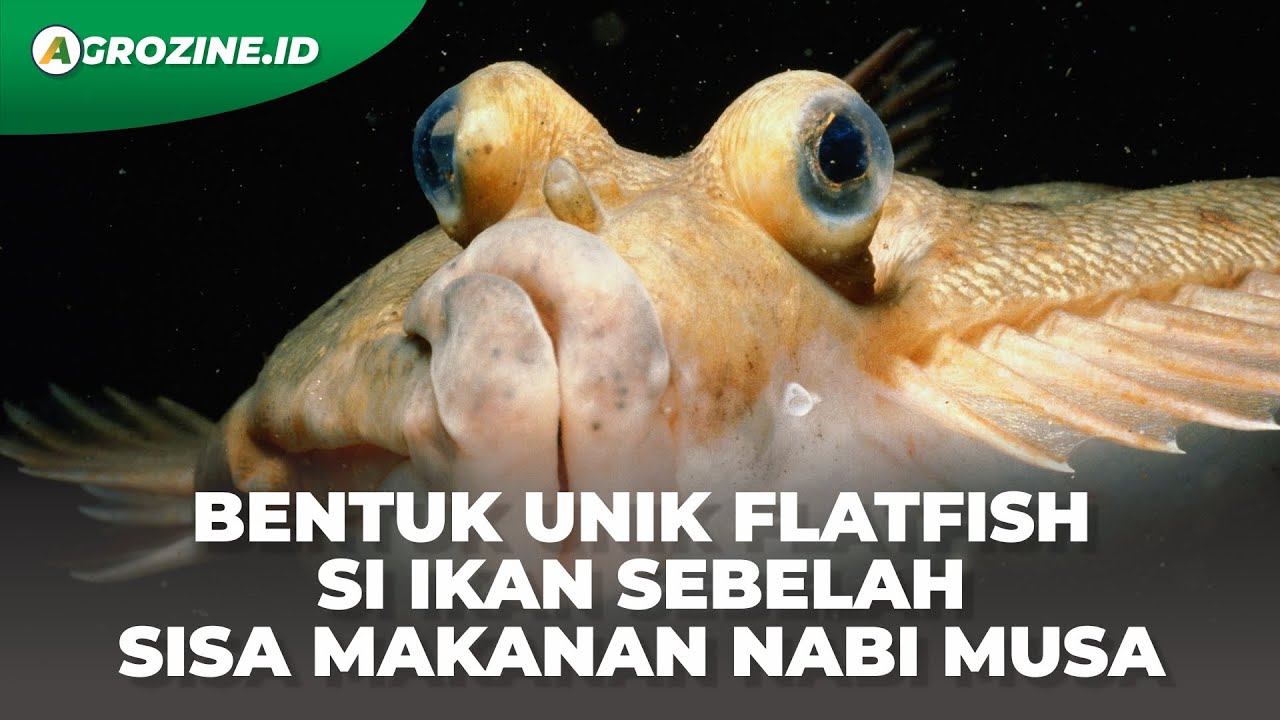 Flatfish atau "Ikan Sebelah" dari Kisah Nabi Musa & Sisa Makanan (Ikan ...