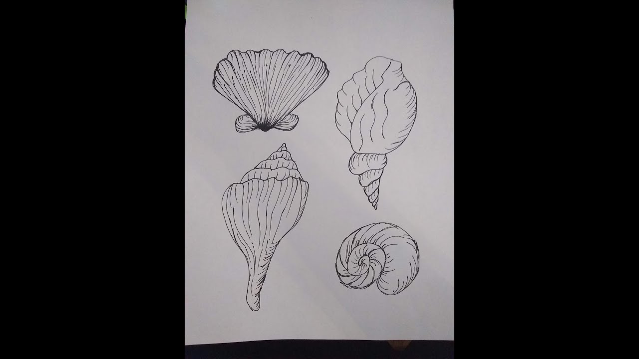 How to Draw Sea Shells (simple and easy) - YouTube