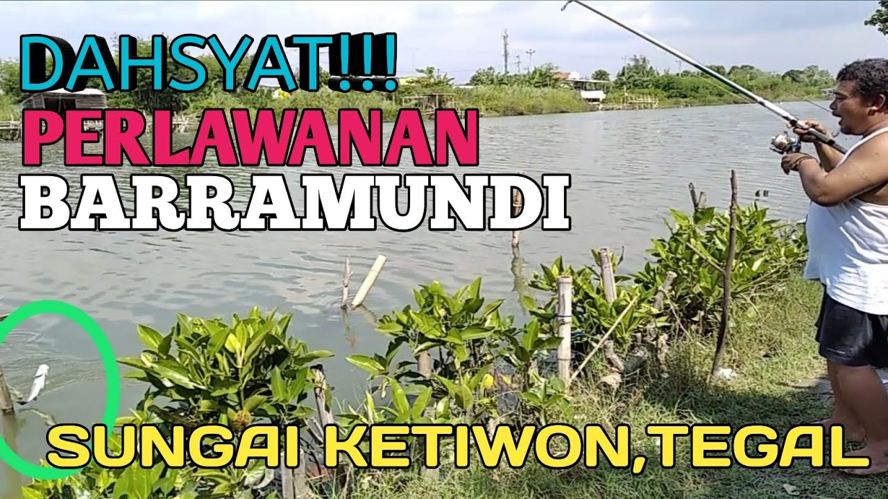 BARRAMUNDI PREDATOR SUNGAI KETIWON TEGAL - YouTube