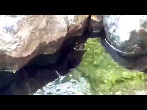 Rare species Rana Tigrina frog Hoplobatrachus tigerinus in a Margalla ...