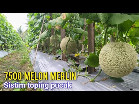 Tanaman Melon 7500 Batang Tanpa Benang Lanjaran Dengan Sistim Toping Pucuk.